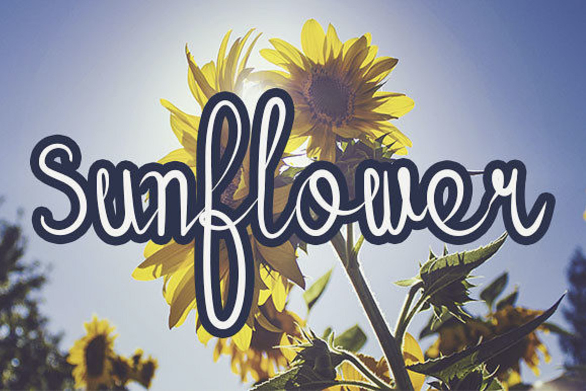 Sunflower Font | rony-studio | FontSpace