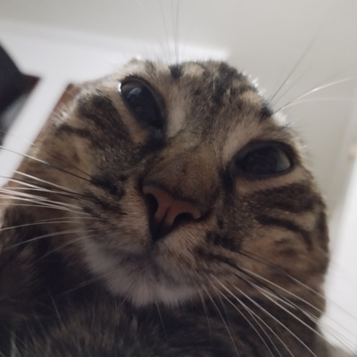 Cursive tattoo | Collection | FontSpace